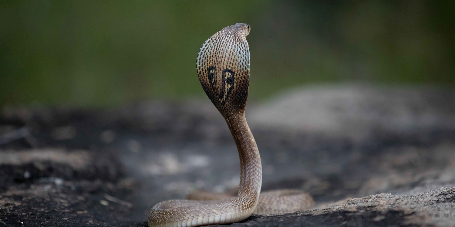 10 interesting facts about the king cobra – COPPERTIST.WU